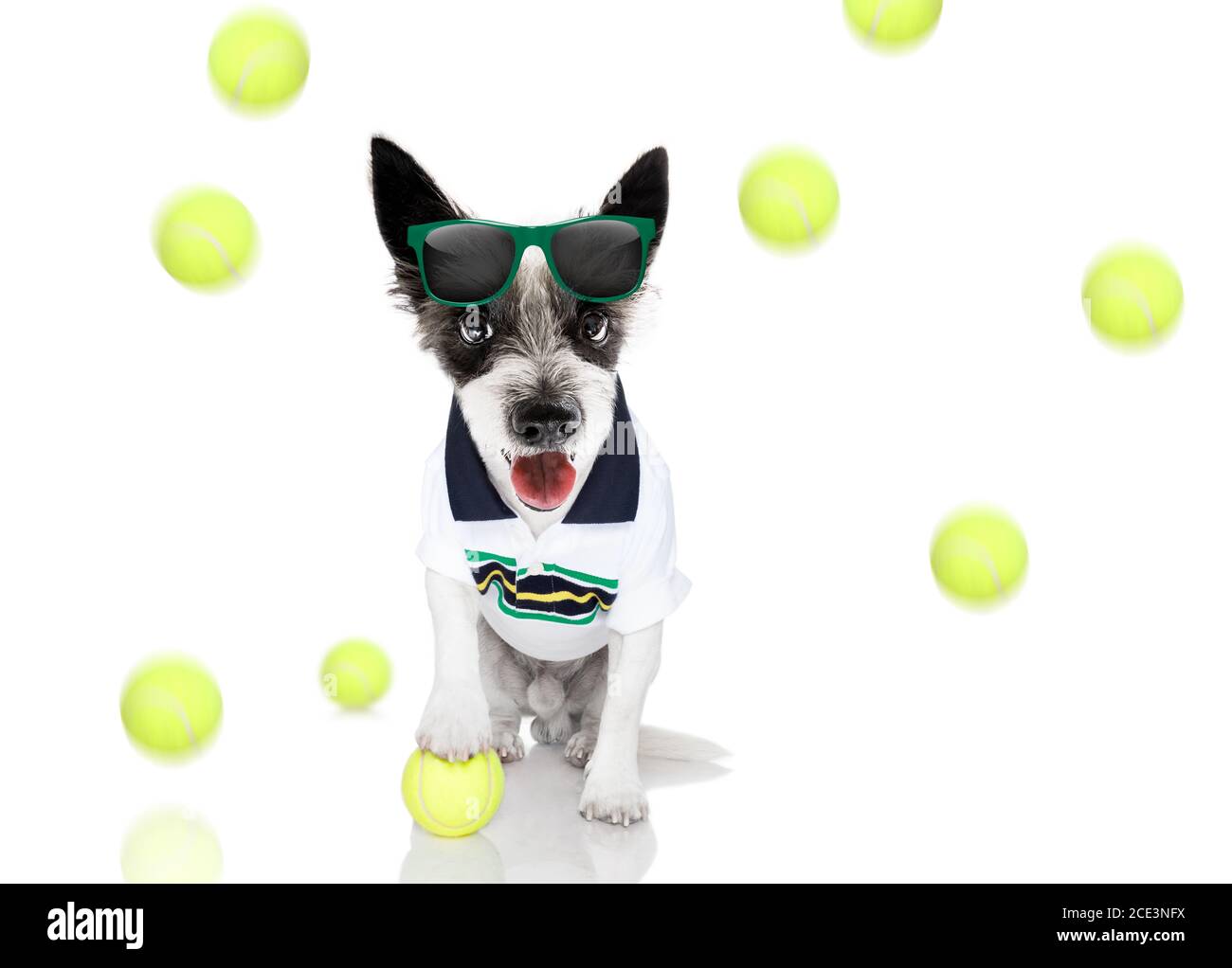 tennis dog with owner and ball Stock Photo - Alamy