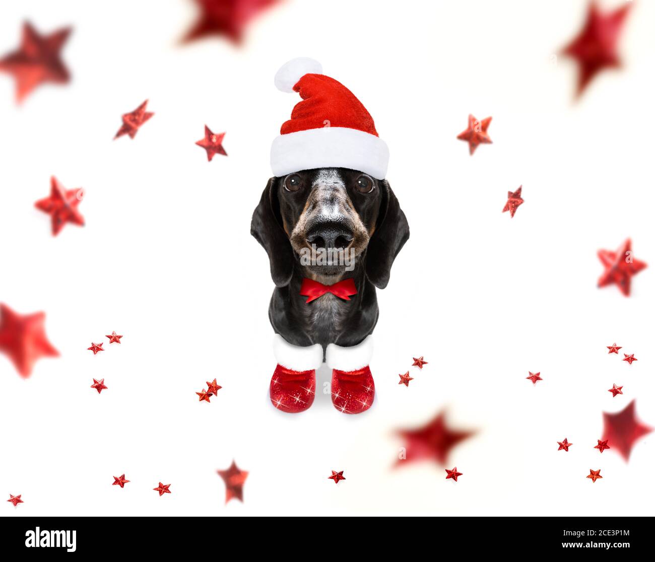 christmas santa claus dog Stock Photo - Alamy