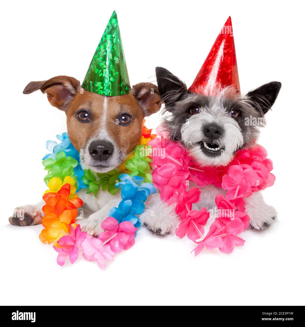 Birthday dogs Cut Out Stock Images & Pictures - Alamy