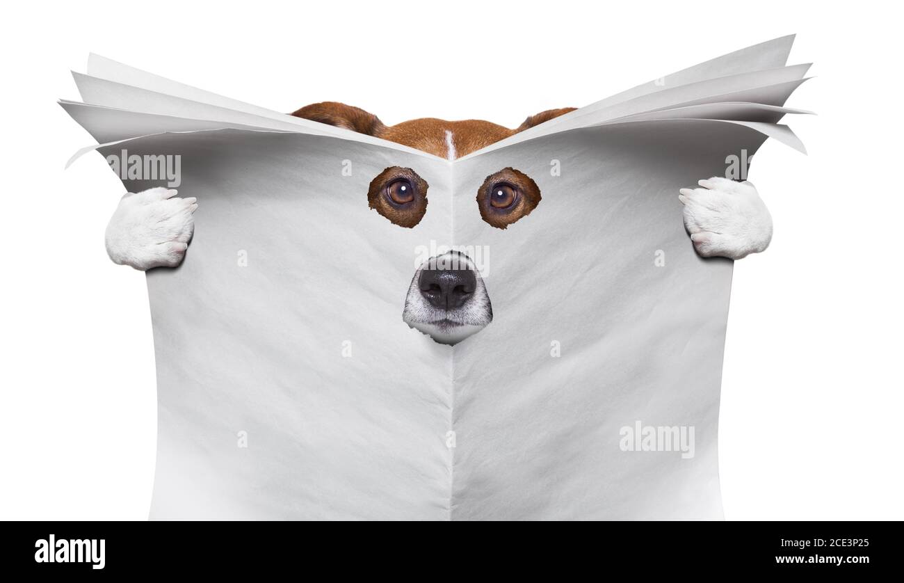 spy dog reading a newspaper Stock Photo - Alamy