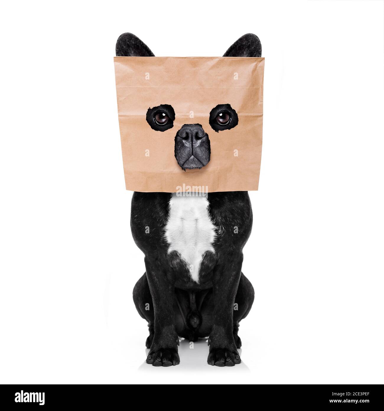 dog with paper bag on head Stock Photo - Alamy