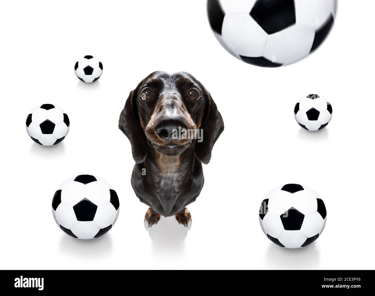 soccer football dog Stock Photo - Alamy