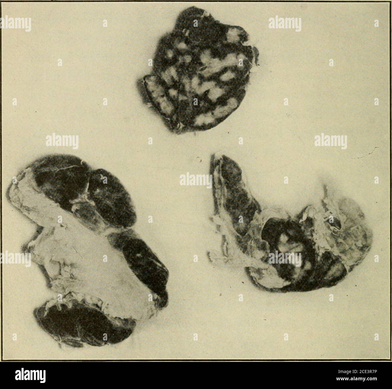 . Hog cholera, its nature and control . ing only in associationwith ...