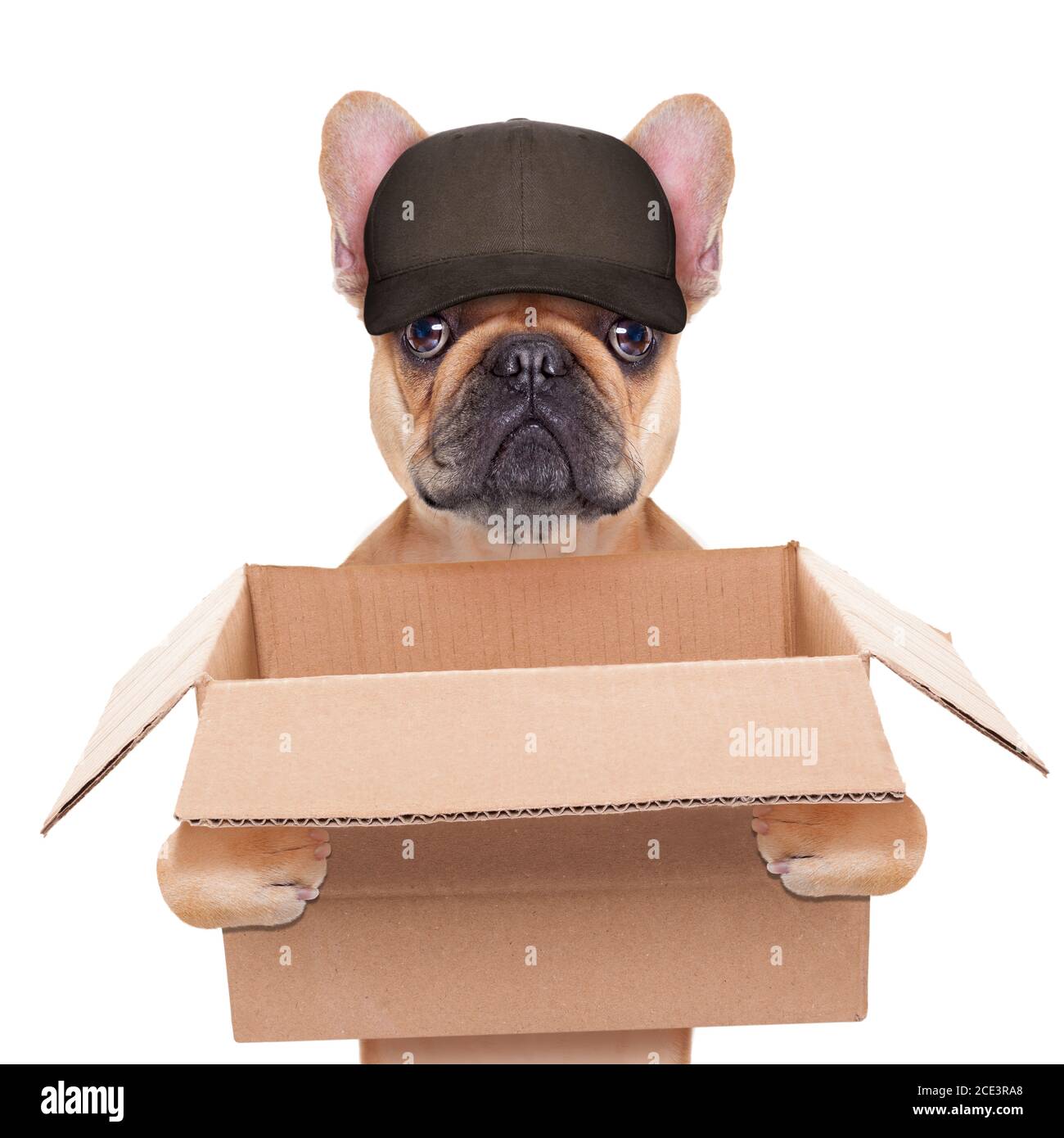 Dog carry box hi-res stock photography and images - Alamy