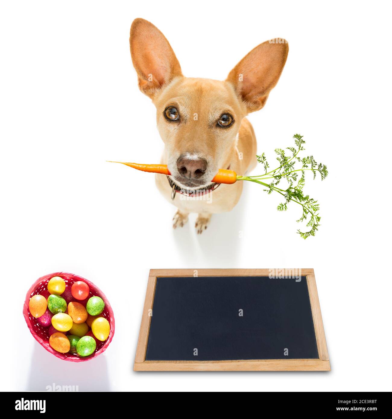 easter bunny dog Stock Photo - Alamy
