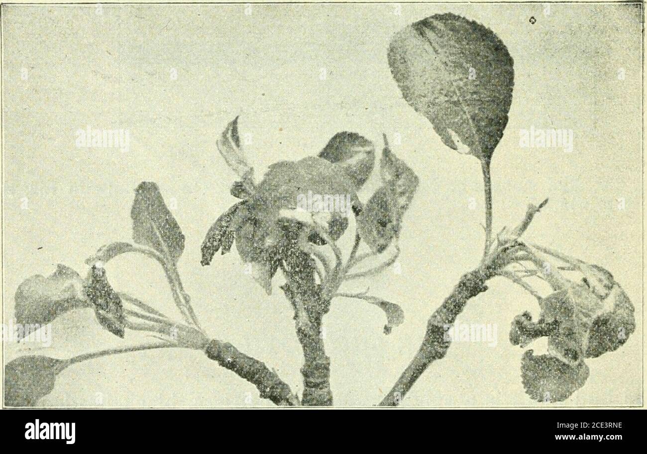 Insect induced deformities hi-res stock photography and images - Alamy