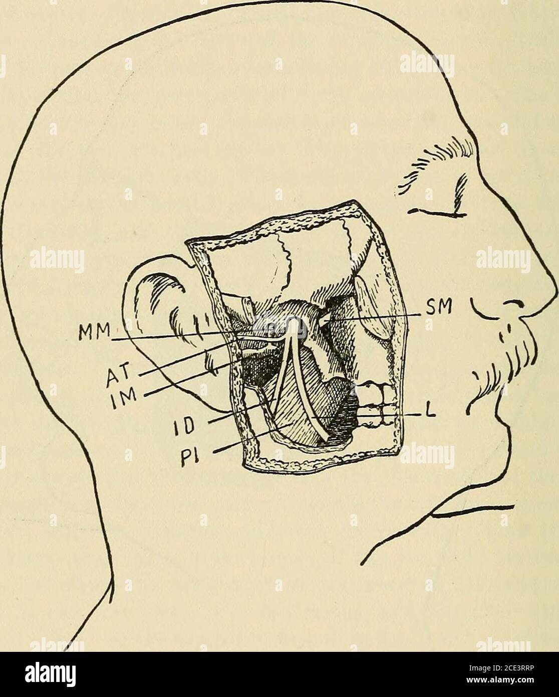 . Operative surgery, for students and practitioners . axillary Region ...