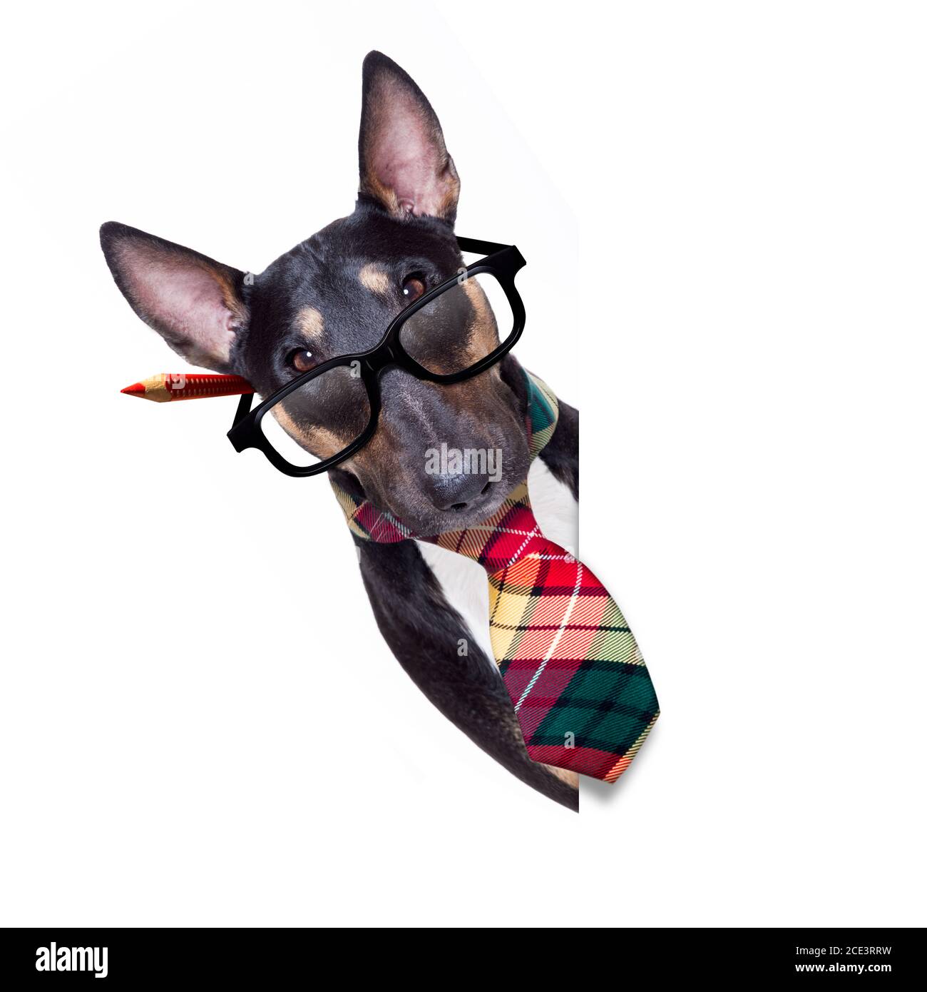 business boss dog Stock Photo - Alamy