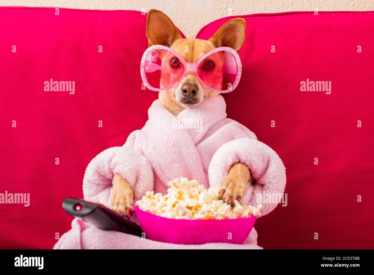 dog watching tv on the couch Stock Photo - Alamy