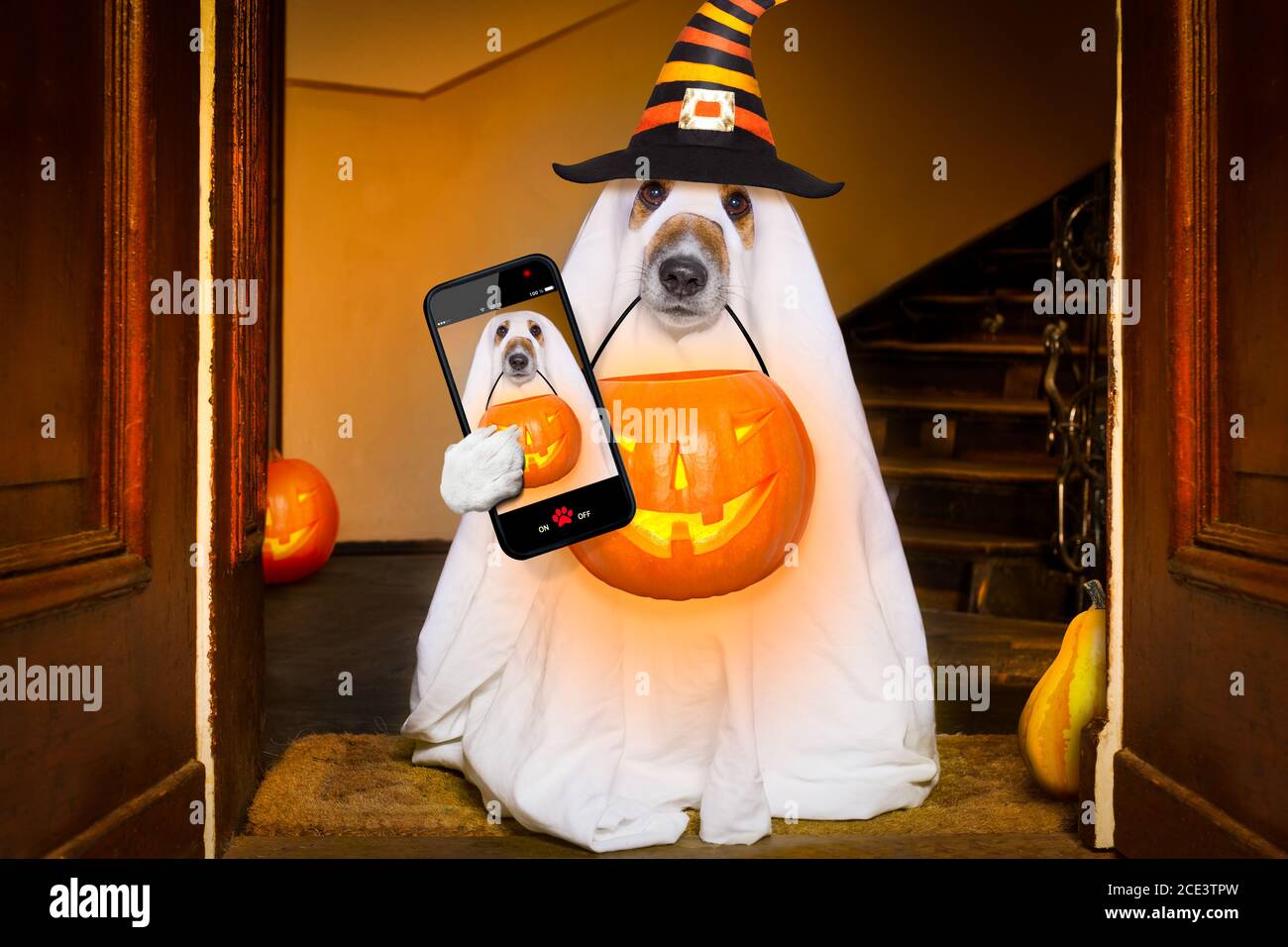 Scary ghost dog dog hi-res stock photography and images - Alamy