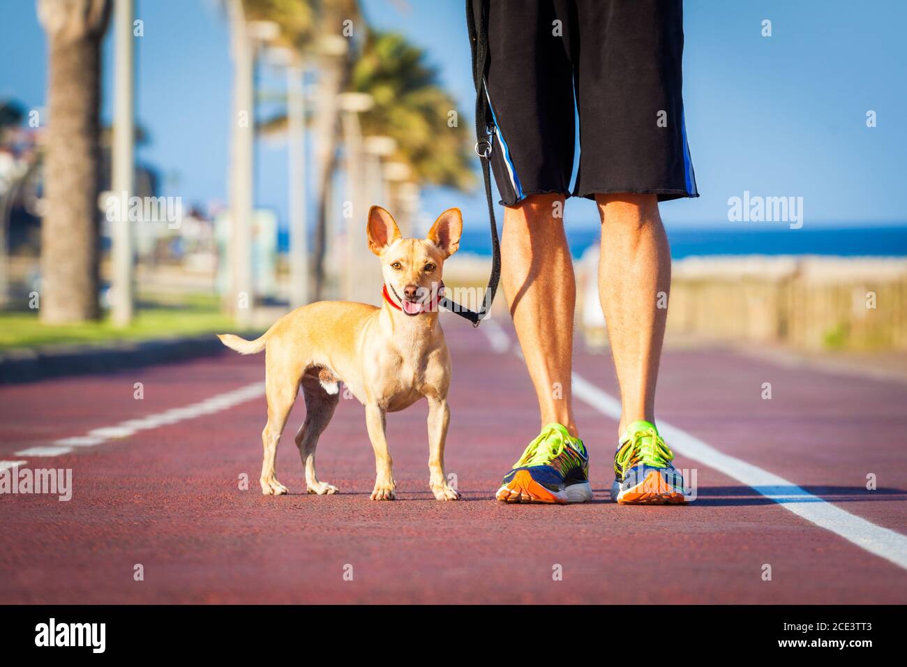 Dog and owner walking Stock Photo - Alamy