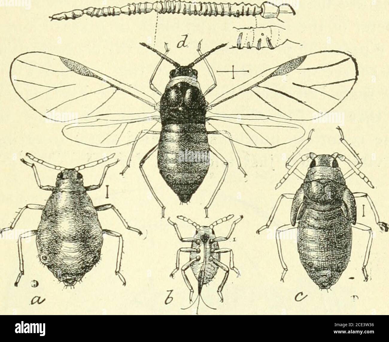 Montanas State Insect