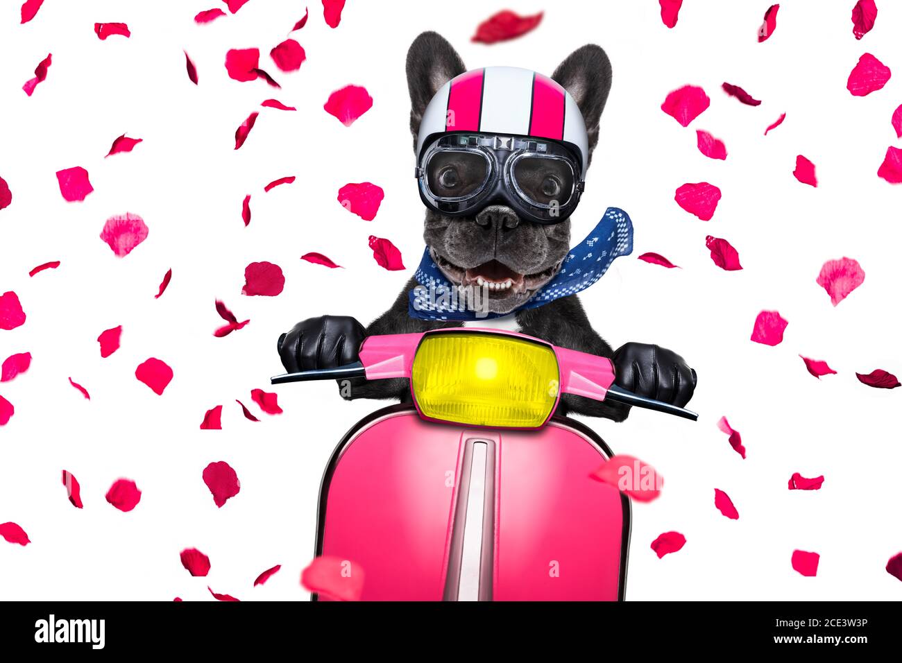 dog on motorbike Stock Photo - Alamy