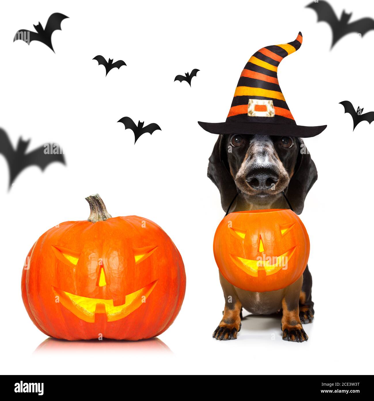 Scary ghost dog dog hi-res stock photography and images - Alamy