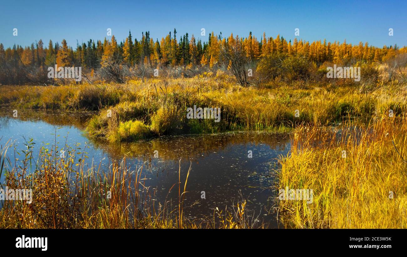 Fall foliage color in the Whiteshell Provincial Park, Manitoba, Canada ...