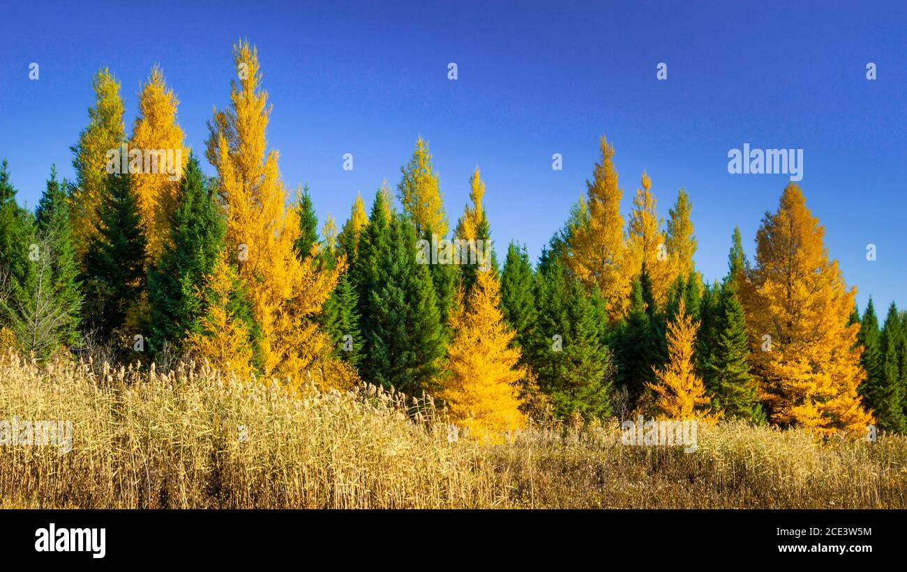 Fall foliage color in the Whiteshell Provincial Park, Manitoba, Canada ...