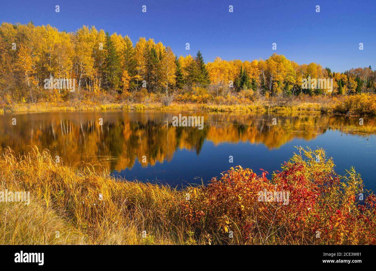 Fall foliage color in the Whiteshell Provincial Park, Manitoba, Canada ...