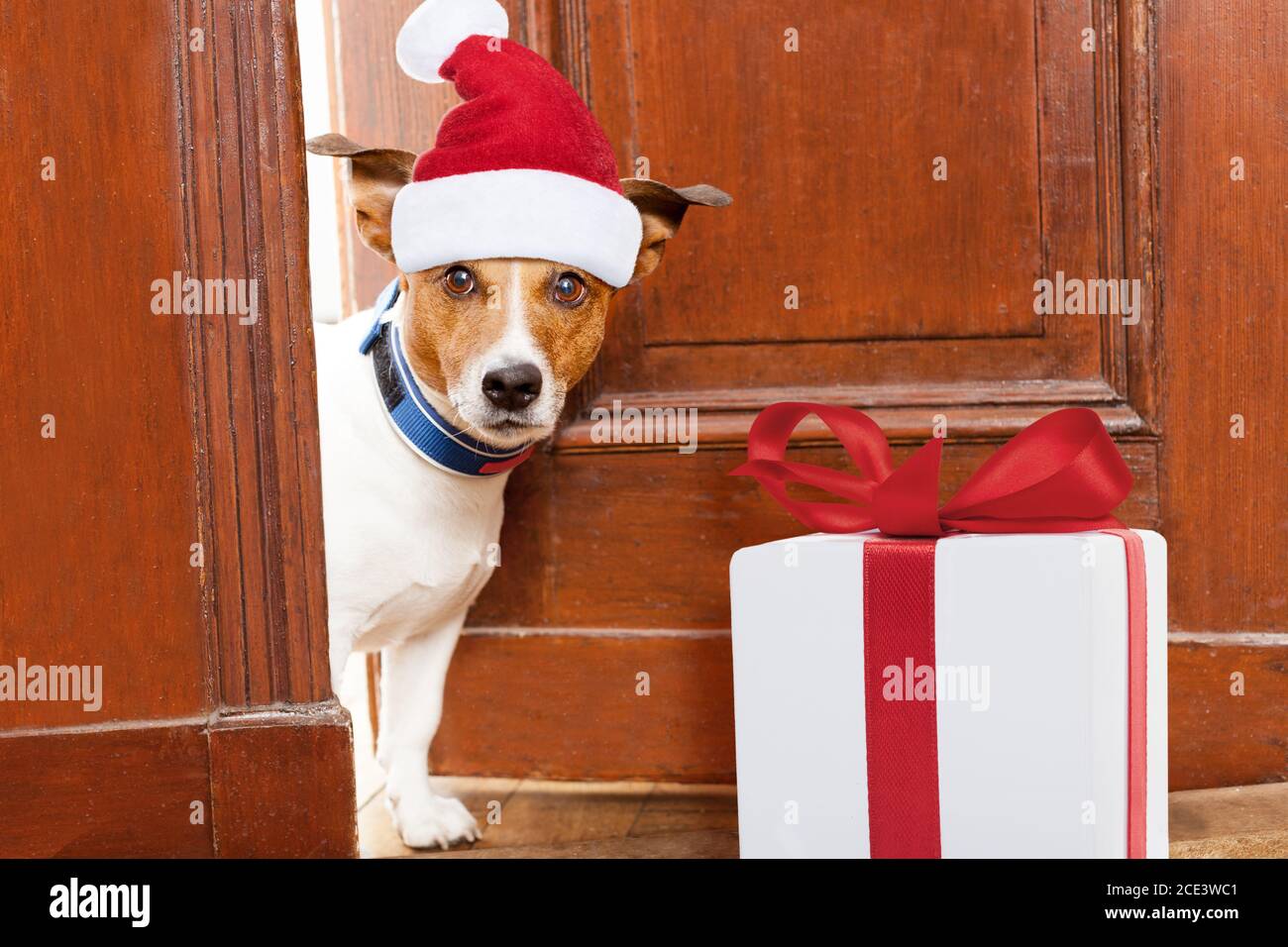 christmas santa dog Stock Photo - Alamy