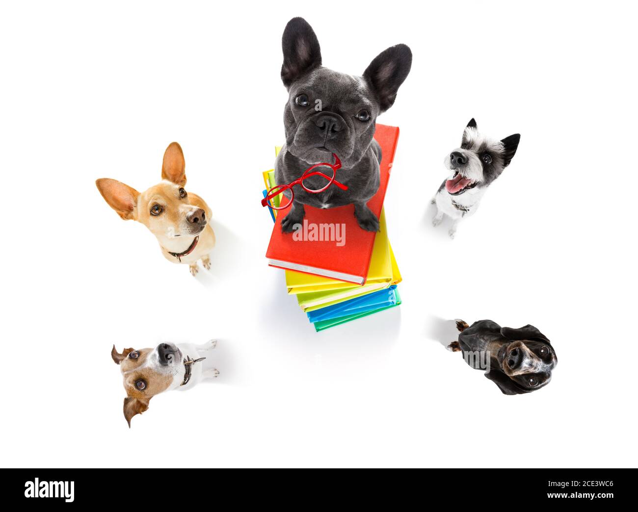 smart dog and books Stock Photo - Alamy
