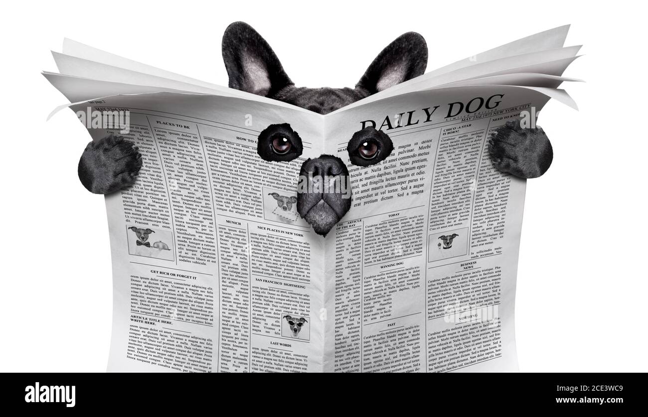 spy dog reading a newspaper Stock Photo - Alamy