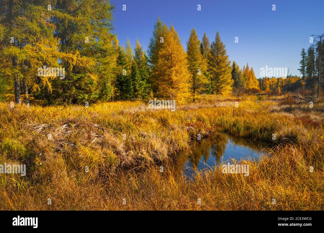 Fall foliage color in the Whiteshell Provincial Park, Manitoba, Canada ...