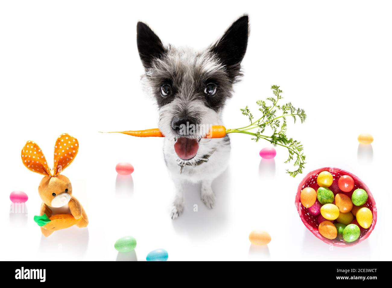 easter bunny dog Stock Photo - Alamy
