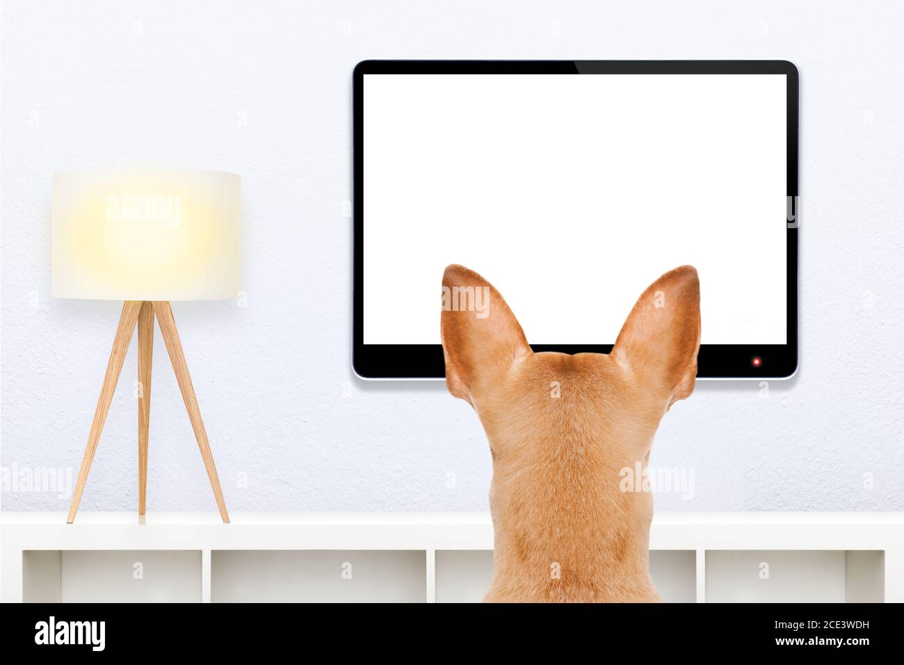 dog watching tv Stock Photo - Alamy