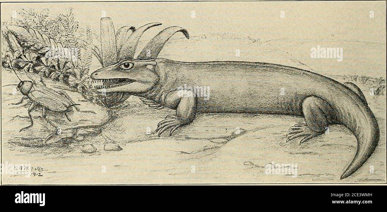 Carboniferous Period Reptiles