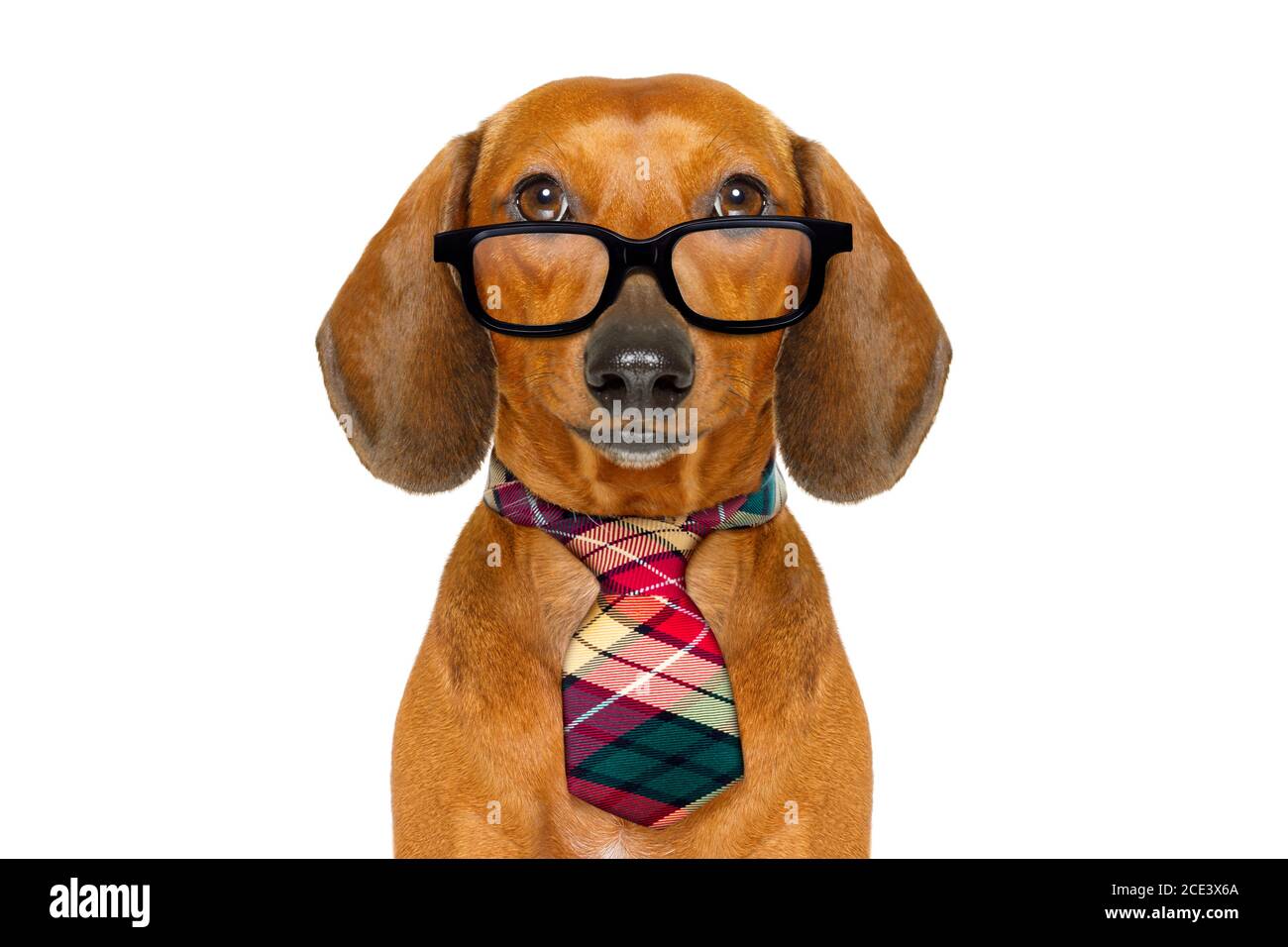 office worker boss dog Stock Photo - Alamy