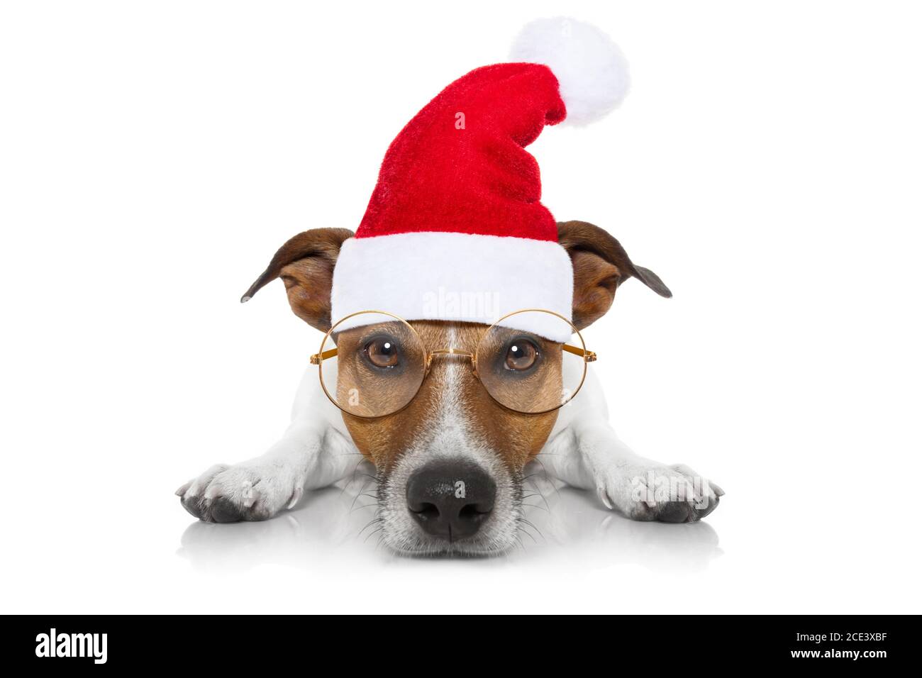 santa claus dog Stock Photo - Alamy