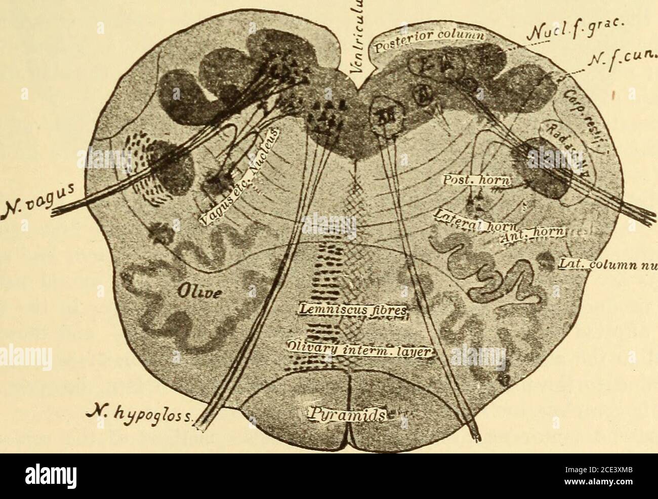 Medulla Oblongata Histology Investigation Of Vascular Endothelial