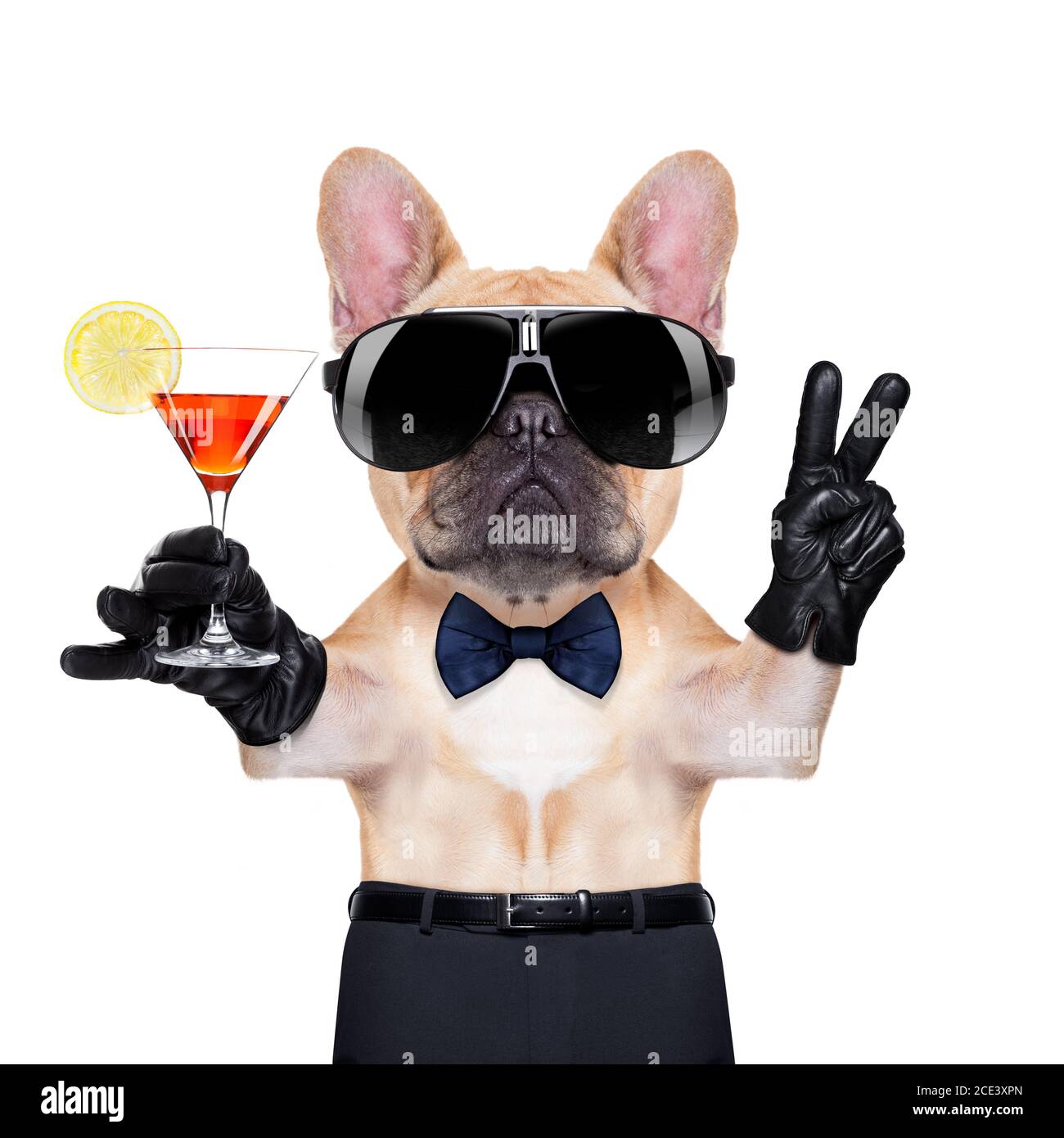 cool party dog Stock Photo - Alamy
