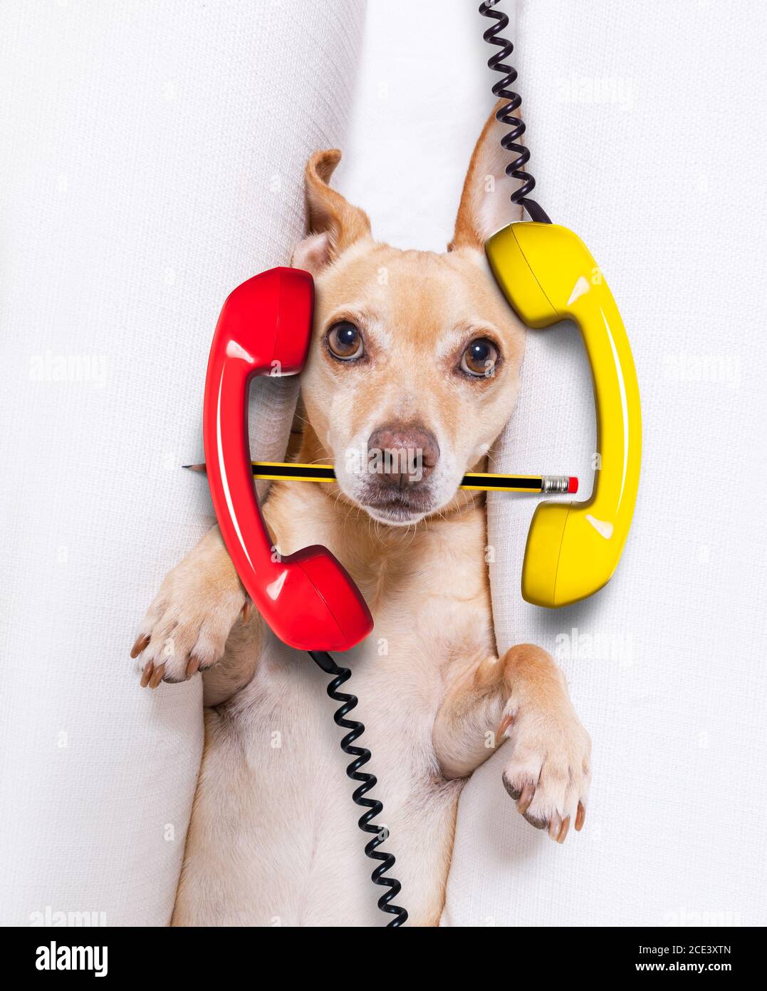 burnout dog at work Stock Photo - Alamy