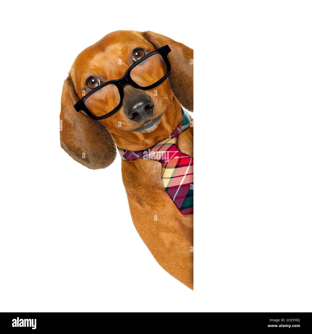 office worker boss dog Stock Photo - Alamy