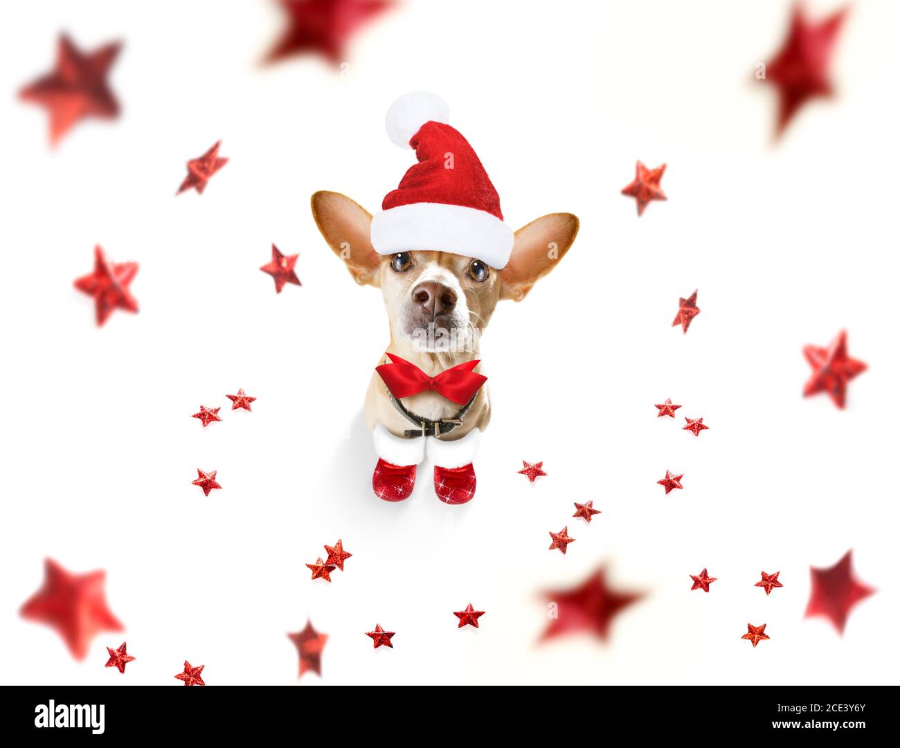 christmas santa claus dog Stock Photo - Alamy