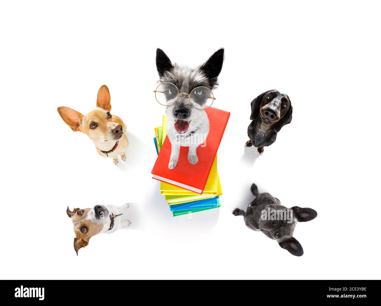 smart dog and books Stock Photo - Alamy