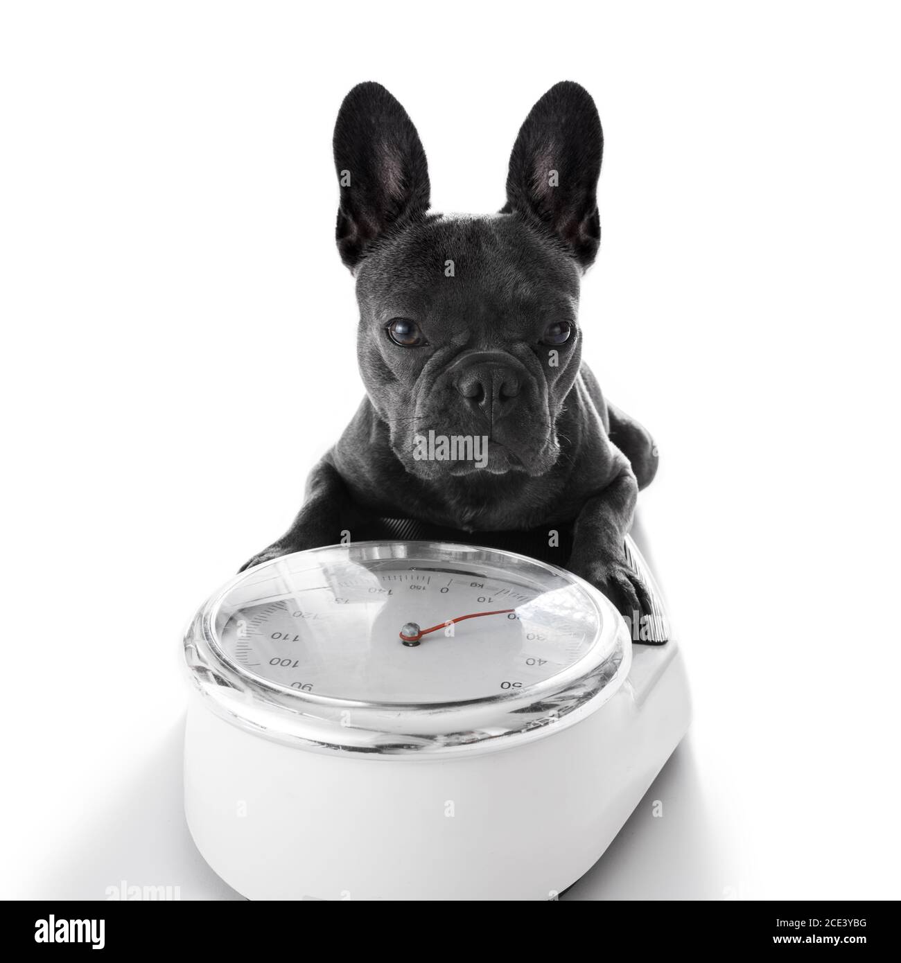 dog on scale , with overweight Stock Photo - Alamy