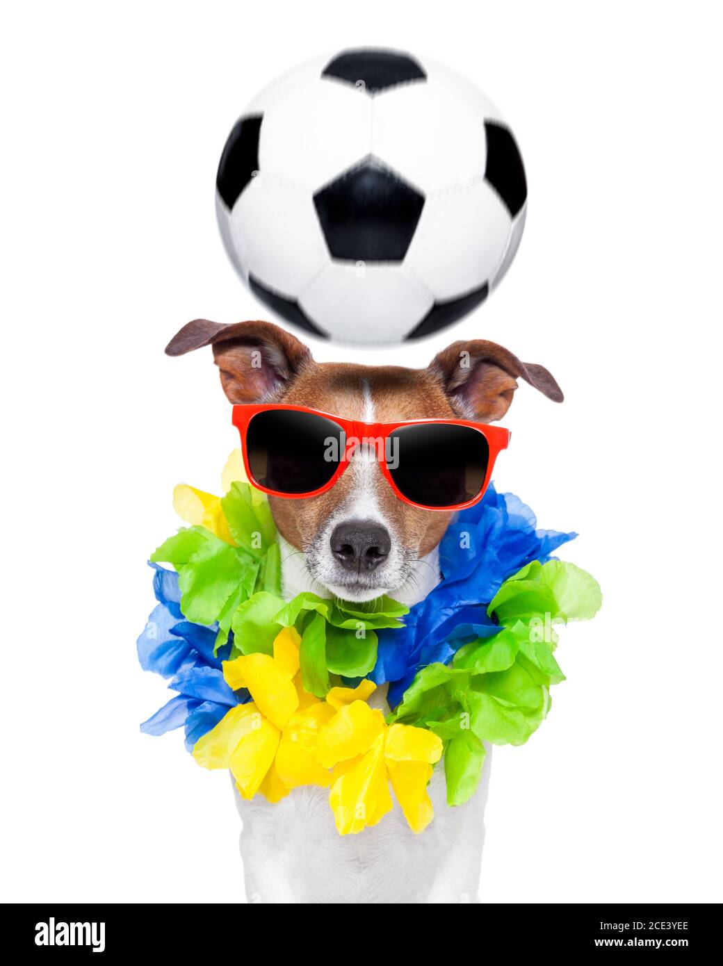 brazil funny soccer dog Stock Photo - Alamy