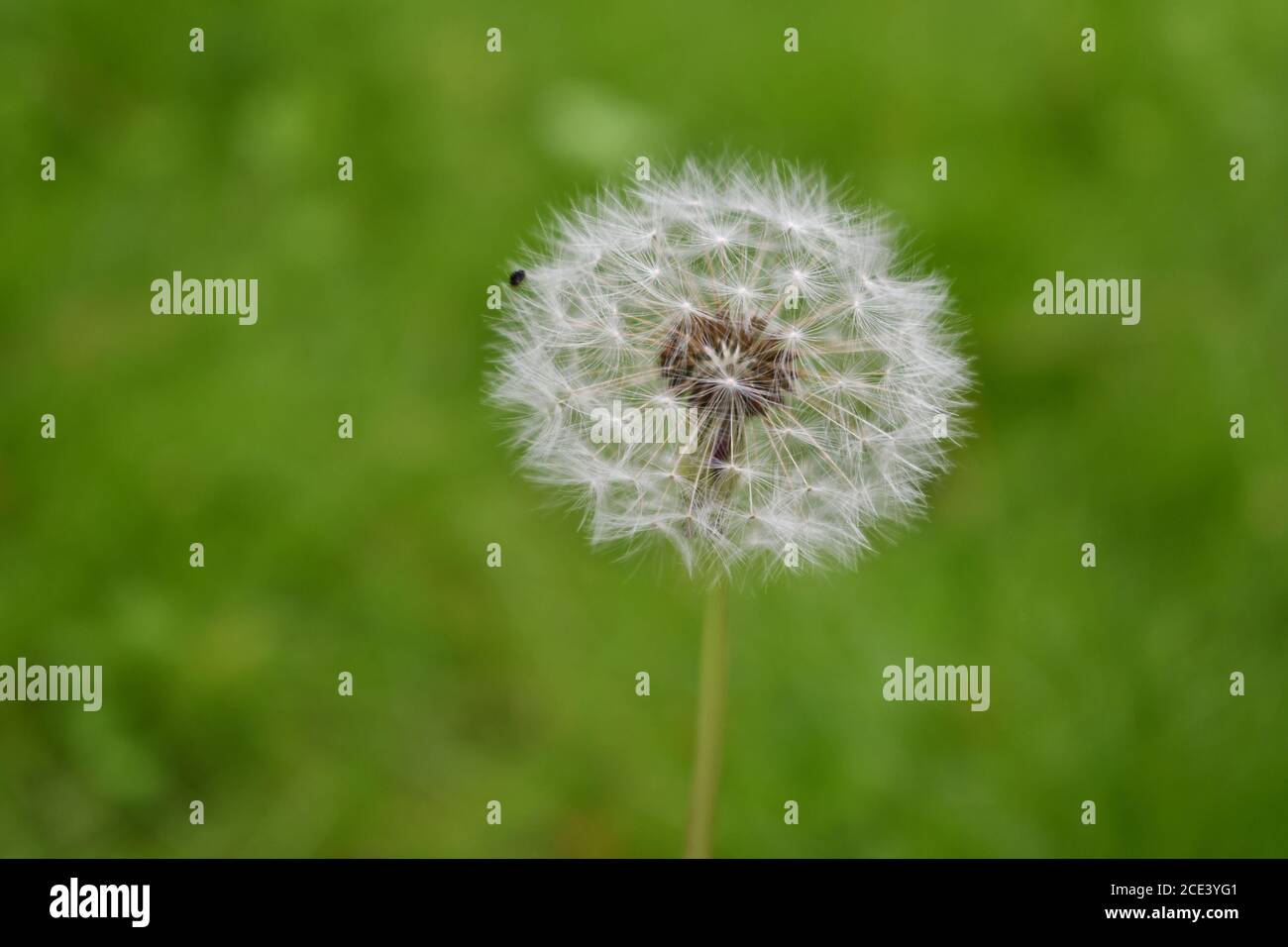Dandelion in fields Stock Photo - Alamy