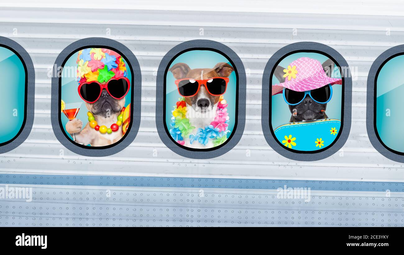 Airplane animal hi-res stock photography and images - Alamy