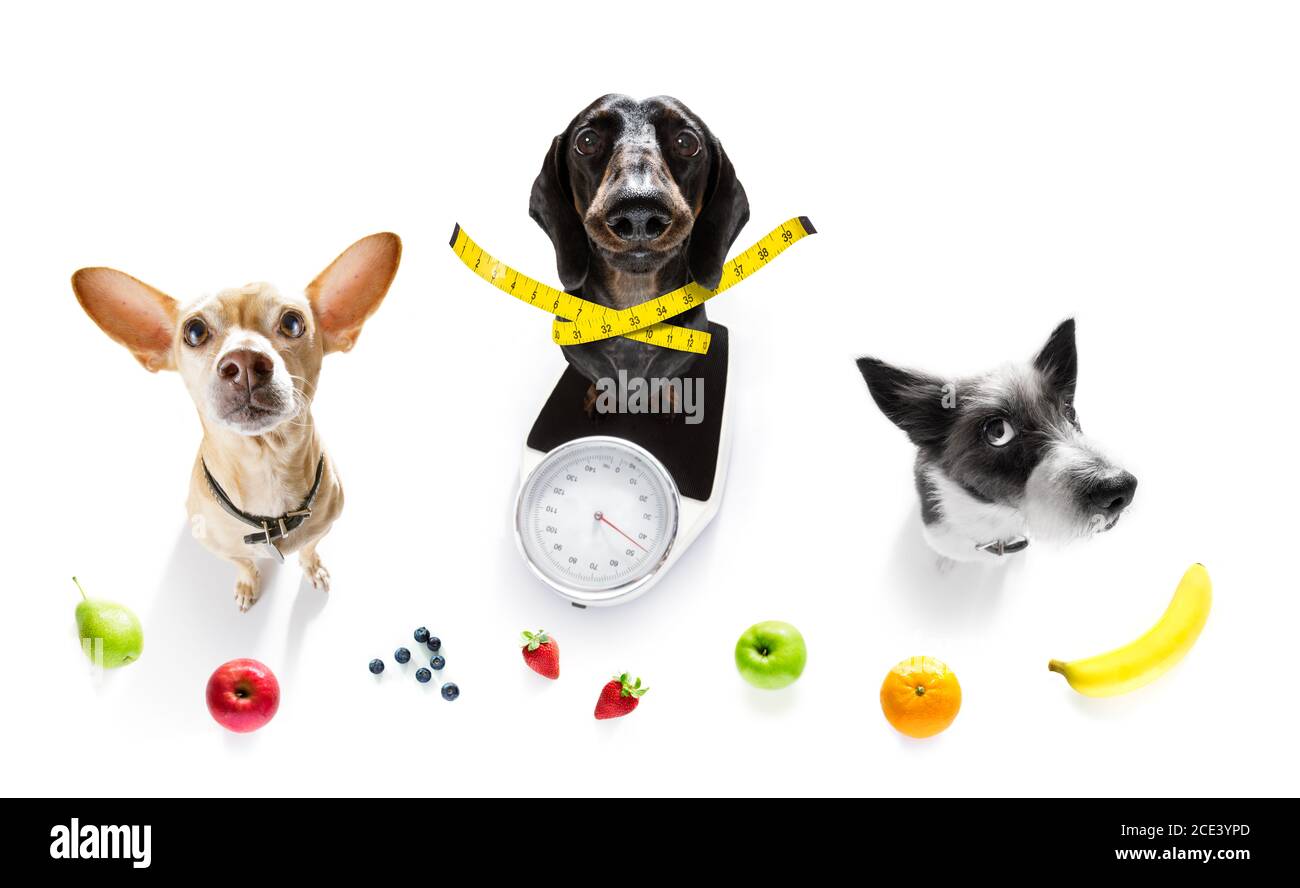 Veterinarian and dog and scale hi-res stock photography and images - Alamy