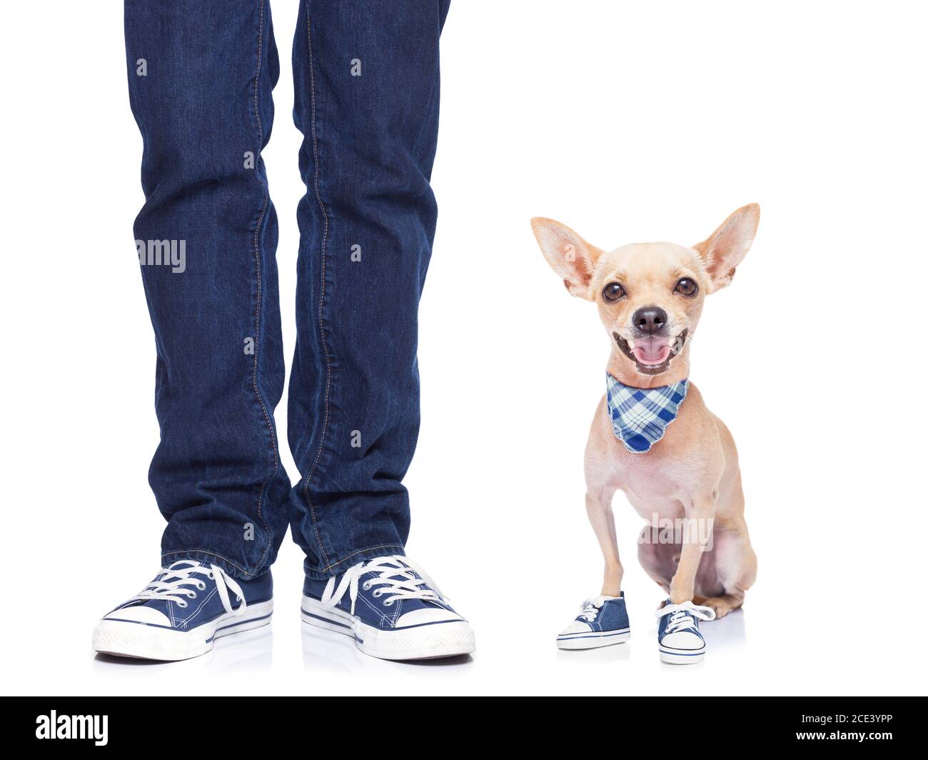 dog and owner Stock Photo - Alamy