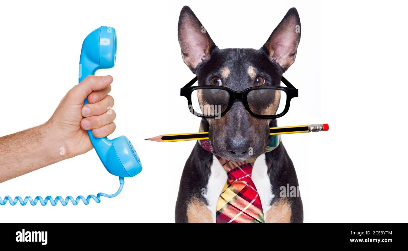 business boss dog Stock Photo - Alamy