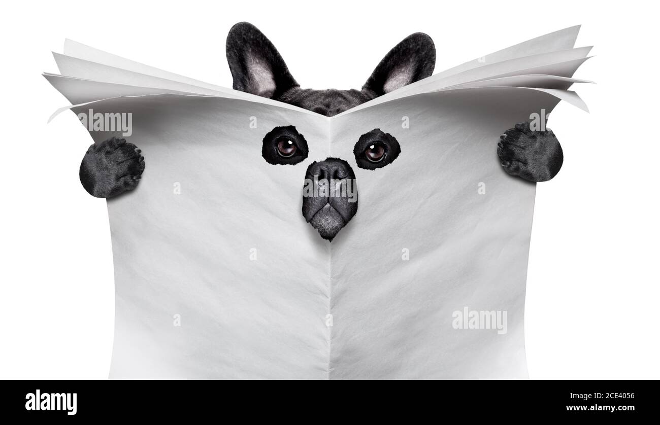 spy dog reading a newspaper Stock Photo - Alamy