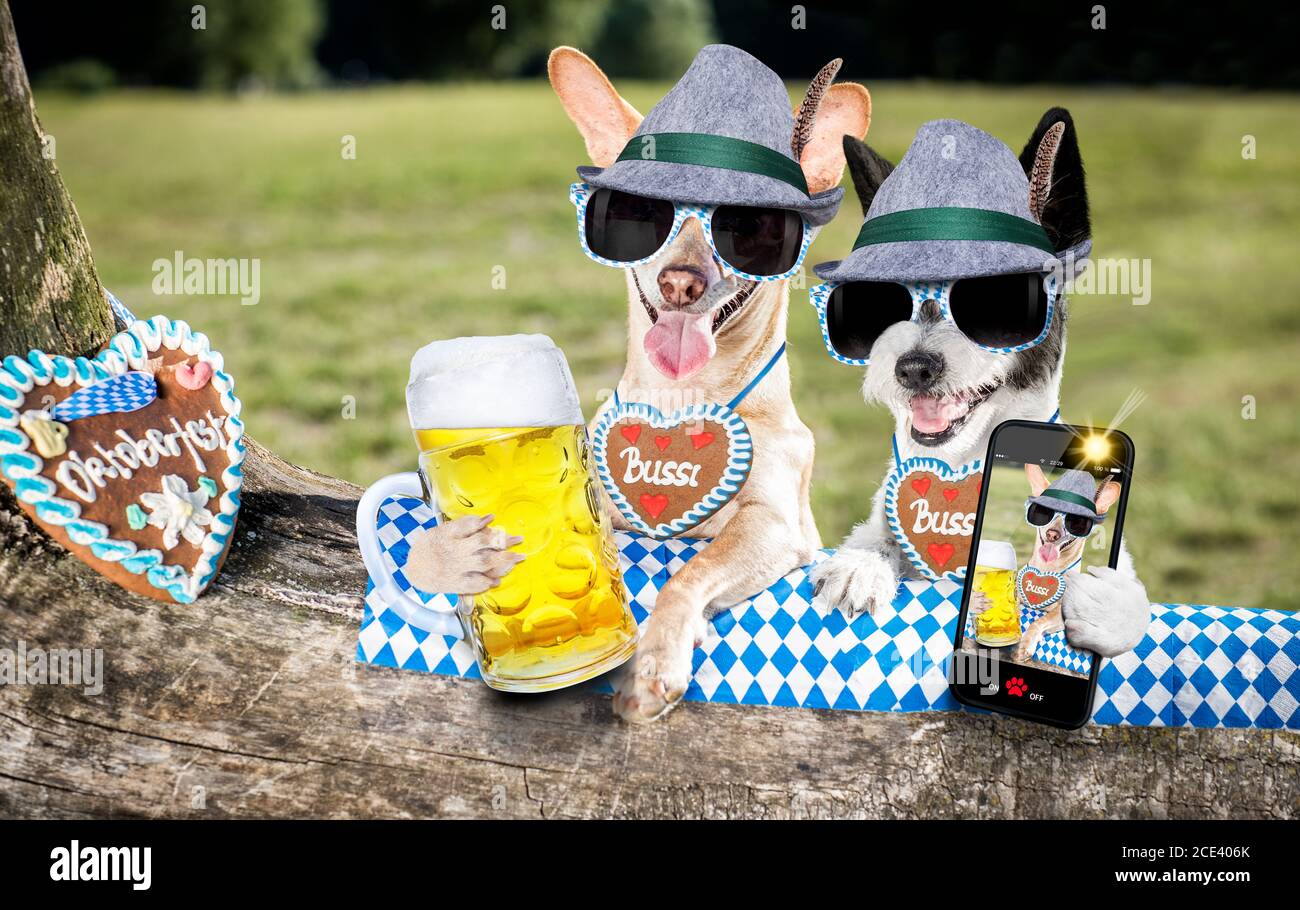 bavarian beer dog Stock Photo - Alamy