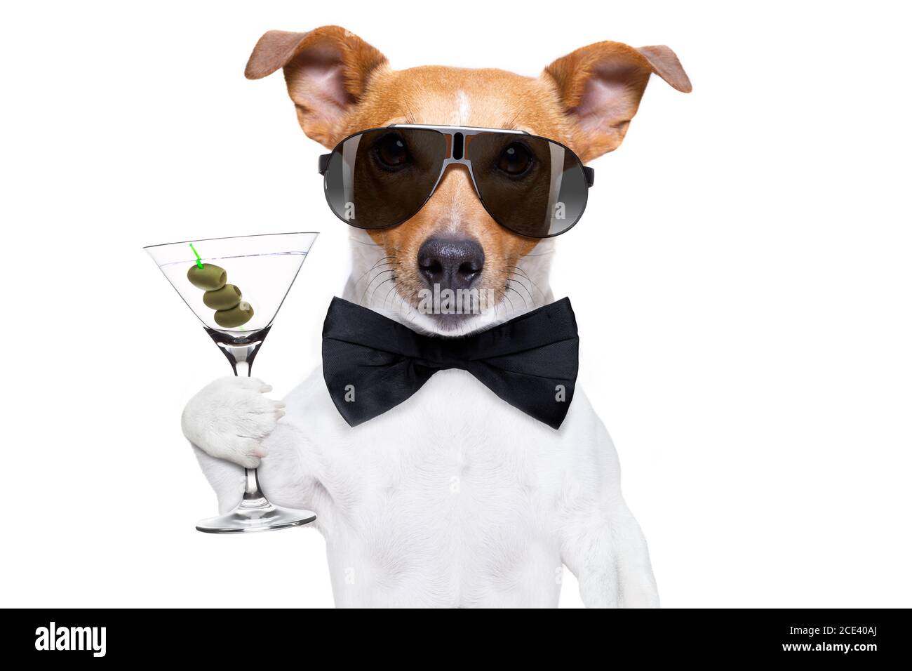cocktail drinking dog Stock Photo - Alamy