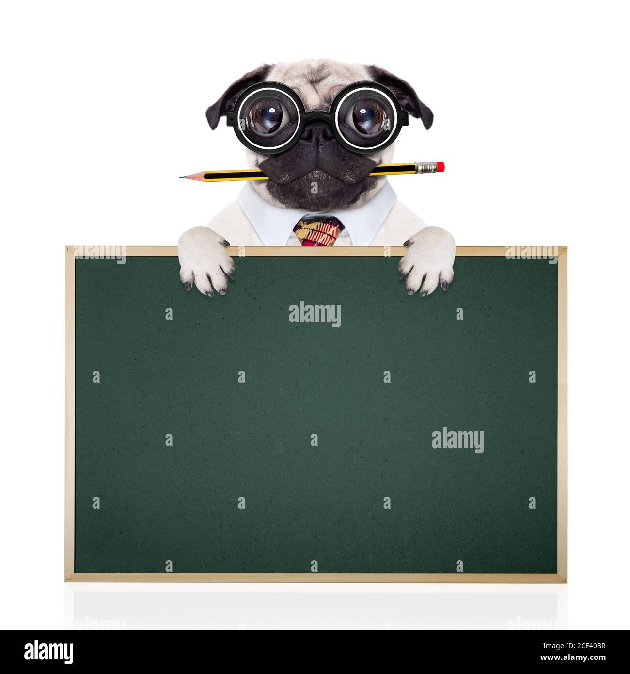 Crazy eyes dog hi-res stock photography and images - Alamy