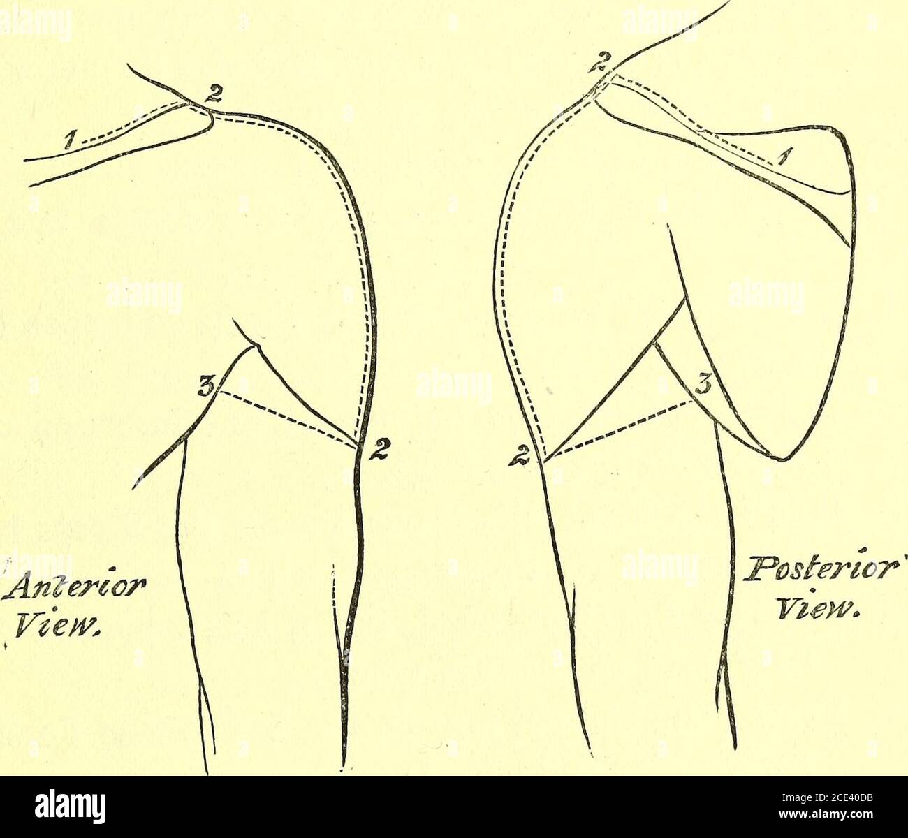 . A manual of dissections of the human body [electronic resource] : for ...