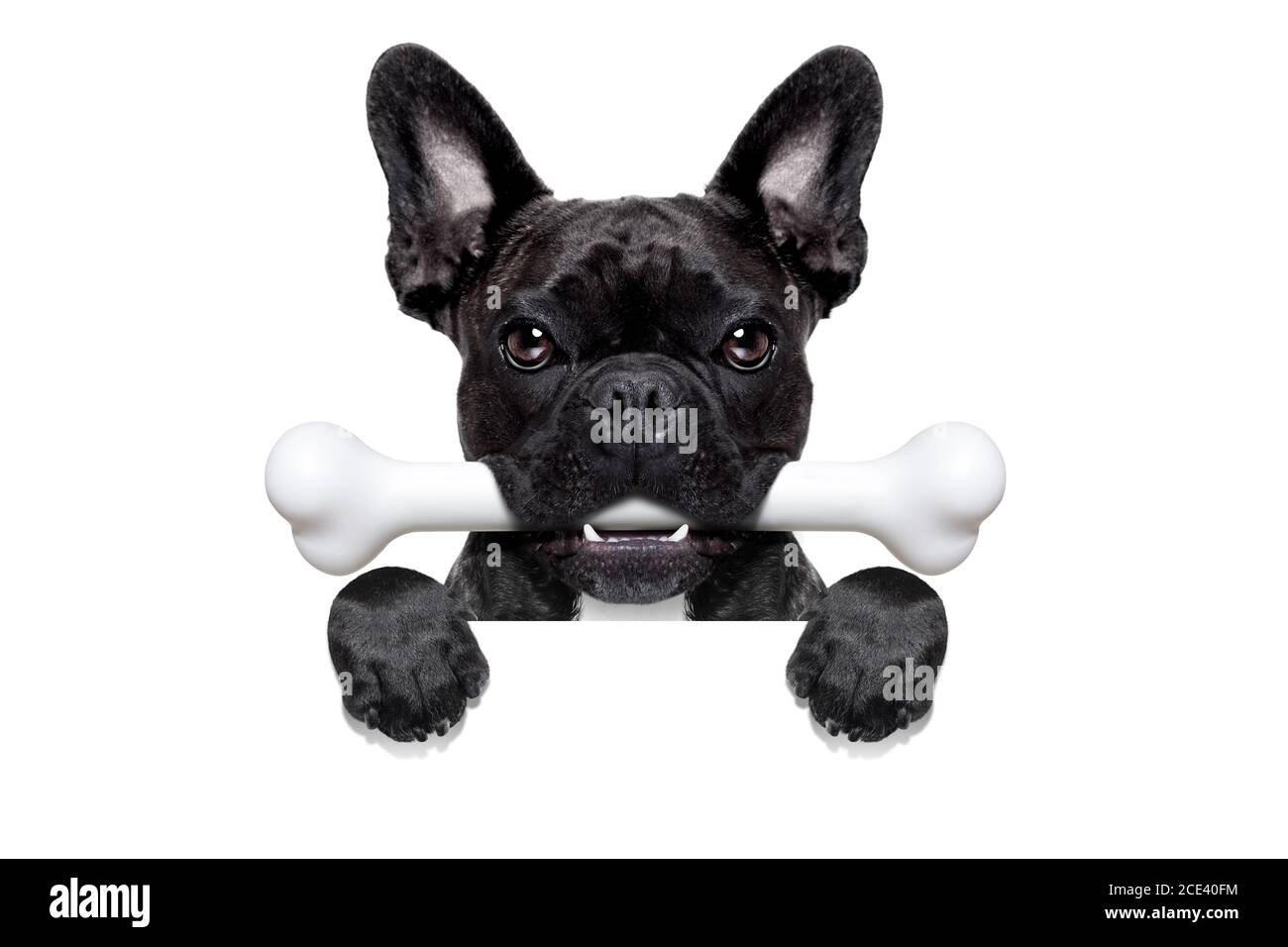 dog with bone Stock Photo - Alamy