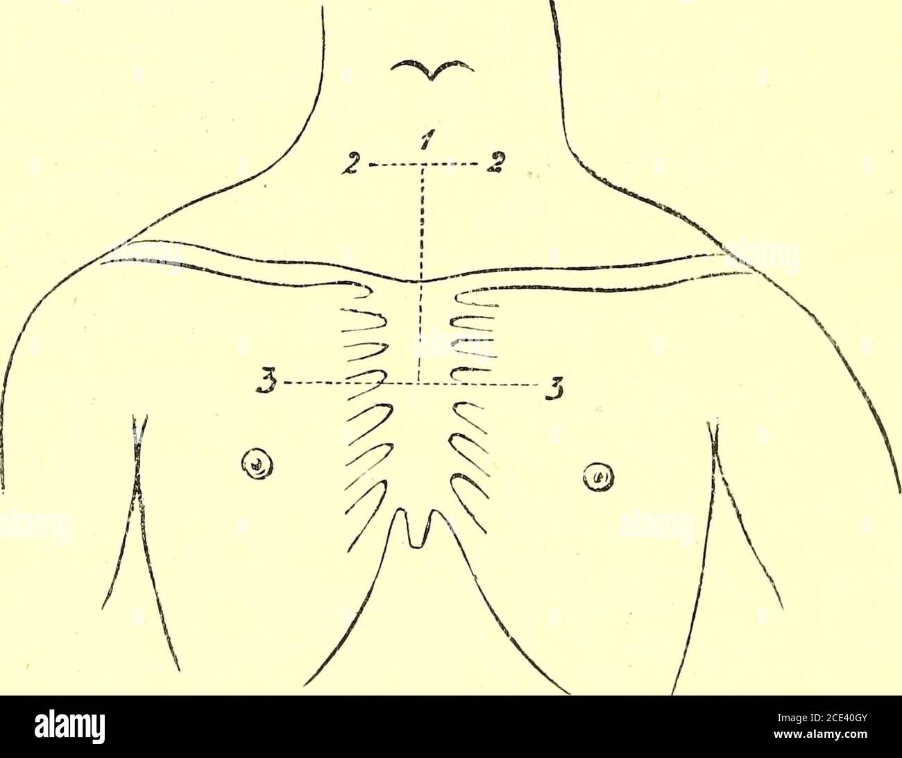 . A manual of dissections of the human body [electronic resource] : for ...